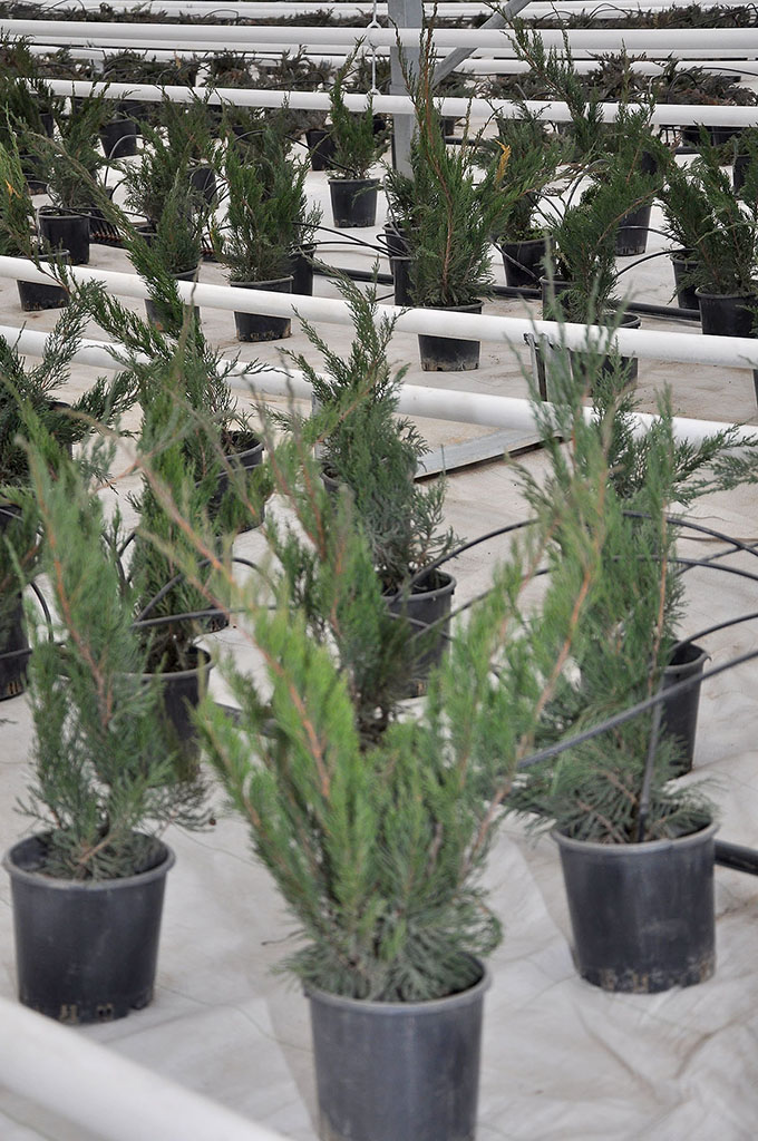 New greenhouse complex will specialize in growing seedlings for ...